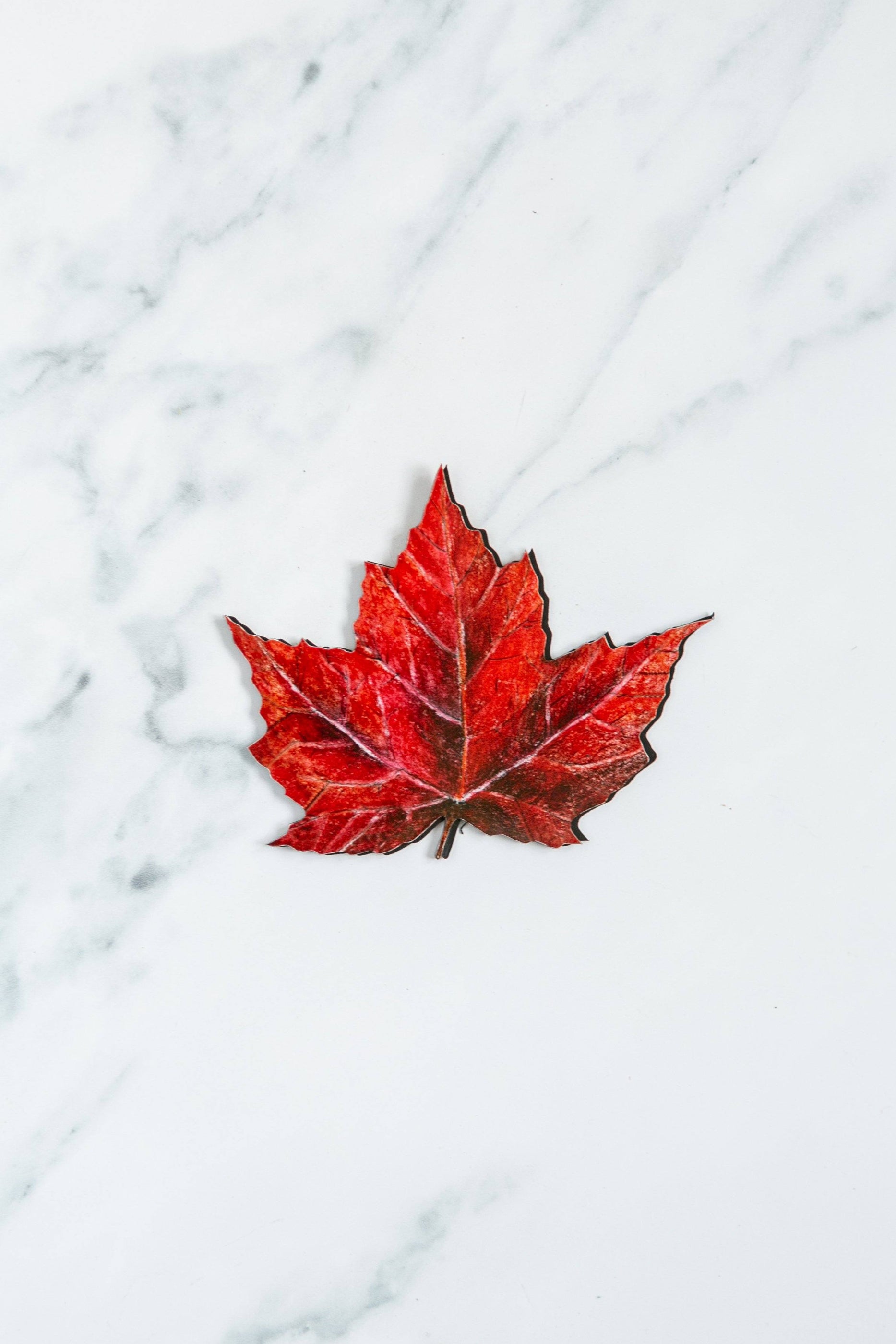 Leaf Screen Door Saver Magnets | Screen Door Savers